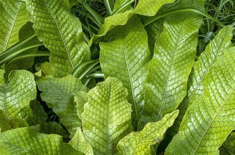 How To Grow And Care For Crocodile Fern Microsorum Musifolium