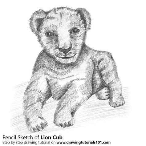 Lion Cub Sketch At Explore Collection Of Lion Cub