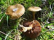 Cortinarius Venetus Wikipedia
