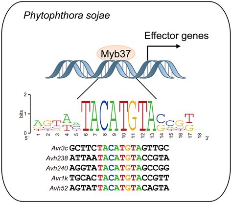 Molecular Plant Pathology Vol 25 No 6