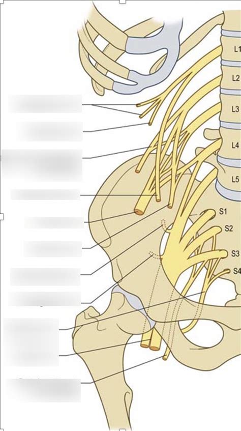 Week 7 Lower Limb Lumbar Plexus Diagram Quizlet