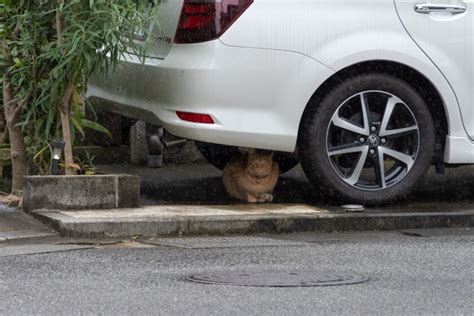 突然の雨 一日一猫