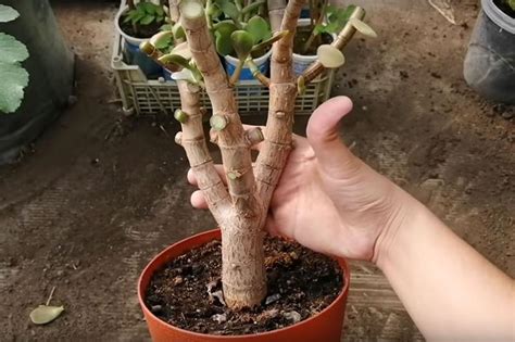 Как обрезать денежное дерево бонсай из Толстянки формирование фото пошагово