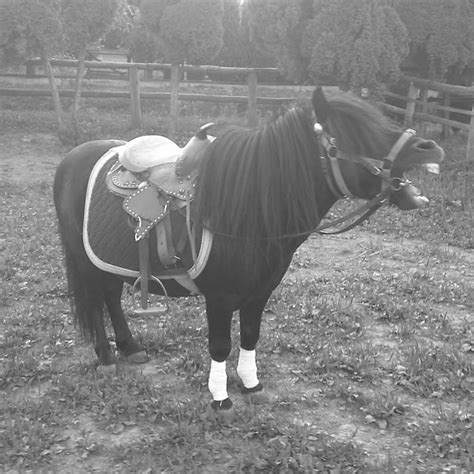 Kopytko Kłusik Youtube