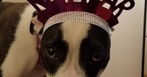 My Pup Wishes All A Happy New Year Even Though Her Face Says Otherwise Album On Imgur