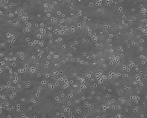 Ccrf Cem Ccrf Cem 细胞株宁波明舟生物科技有限公司，细胞，菌株 ，atcc，保藏中心