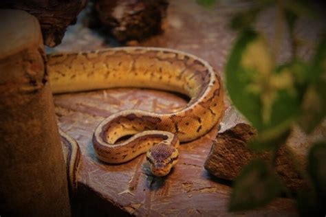 Ball Python Temperature Humidity The Complete Guide PangoVet