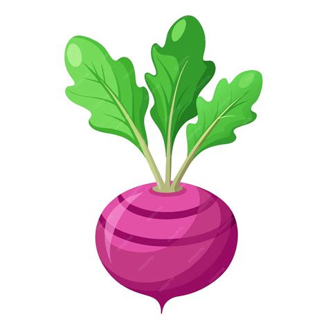 Turnip Root Vegetable Rich In Flavor And Nutrients Premium Ai Generated Vector