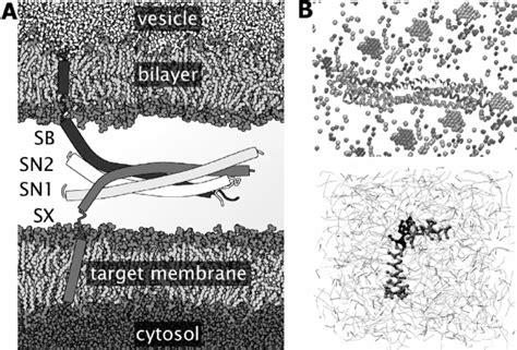 A Illustration Of The Simulation System The Atomistic Model Comprises