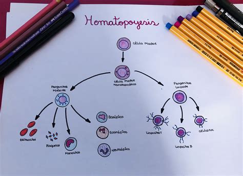 Mapa Mental Hematopoiese Hematologia Sexiz Pix My Xxx Hot Girl