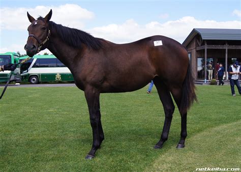 ラティーンセイル Lateen Sailの血統表 競走馬データ Netkeiba