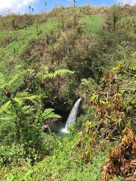 Premium Photo Trees Growing In Water Premium Photo Trees Growing In Water