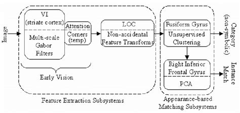 The Major Components Of The Human Expert Object Recognition Pathway Download Scientific Diagram
