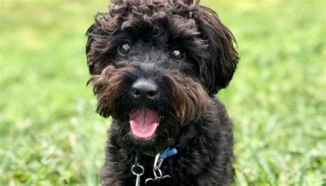 Choosing The Perfect Schnoodle What You Need To Consider