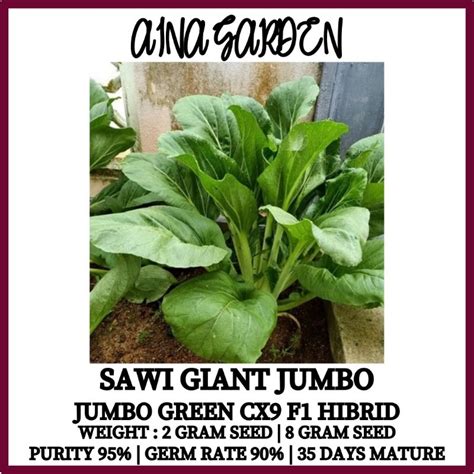 Hsk 2gram8gram F1 Hibrid Caixin Seed Sawi Jumbo Green Cx9 Sawi Giant Biji Benih Sayur