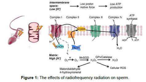 Journal Of Radiology Image Of Radiofrequency Radiation On Reproductive Wellbeing