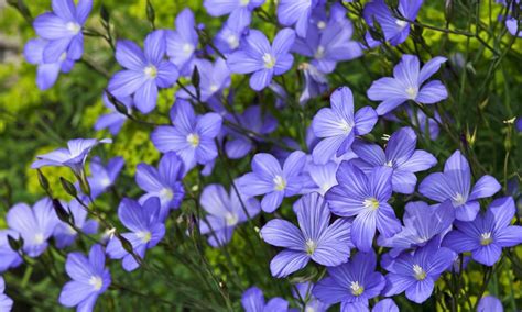 სელი სასარგებლო და ლამაზი მცენარე All Time