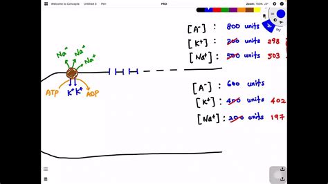 Resting Potential By Dr William YouTube