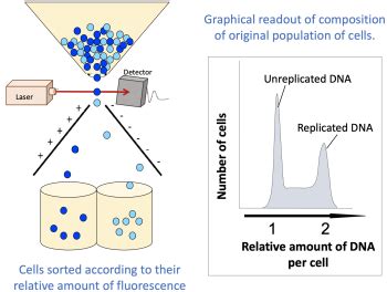The Cell Cycle And Mitosis Fundamentals Of Cell Biology