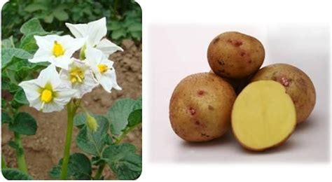 ГАЗАР ТАРИАЛАН ХӨДӨӨ АЖ АХУЙН ЗАР МЭДЭЭЛЭЛ Official Page Улаан нүдэн төмсний үр авна утас