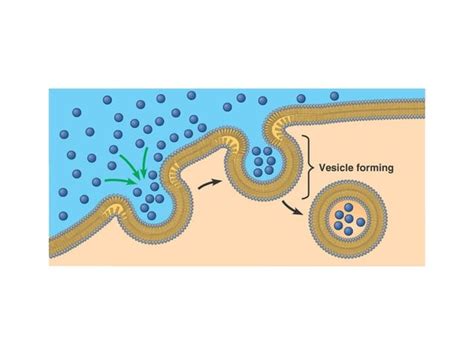 Honors Biology Cell Membrane ~ Diffusion And Osmosis Ppt