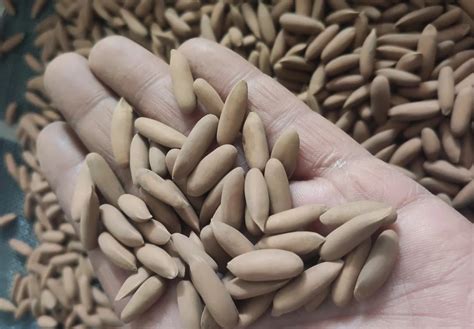 Type With Shelll Chilgoza Pine Nuts At ₹ 5000kilogram In Jutogh Id