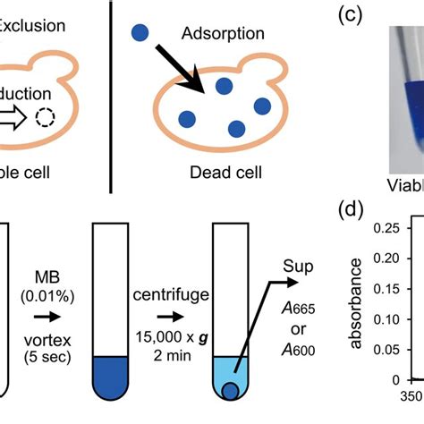 Pdf A Rapid And Simple Spectroscopic Method For The Determination Of Yeast Cell Viability