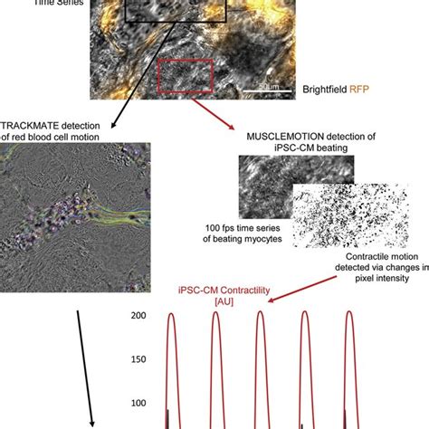 Beating Ipsc Cms Induce Pulsatile Intra Microvascular Flow Profile Download Scientific Diagram