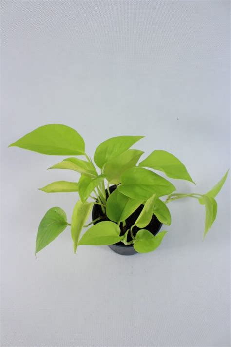Epipremnum neon - Plantsforyou