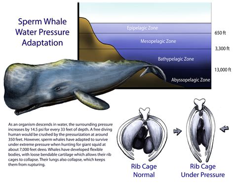 Sperm Whale Scientific Illustration