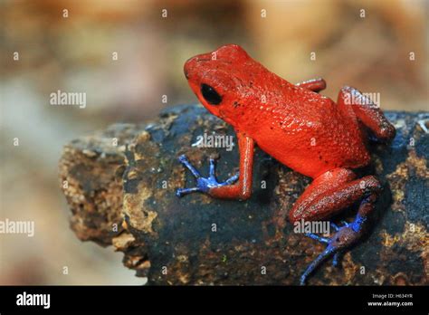 Blue Jeans Poison Dart Frog Oophaga Pumilio In Lowland Rainforest