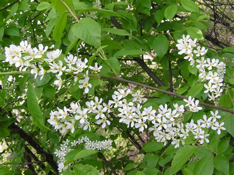 Prunus Padus