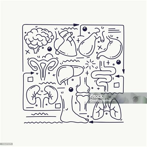 인간의 장기와 해부학 관련 낙서 일러스트레이션 손으로 그린 기호 낙서 스케치 벡터 라인아트에 대한 스톡 벡터 아트 및 기타 이미지 라인아트 콩팥 내부 기관 낙서