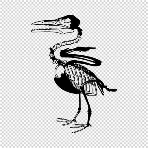 Ichthyornis Extinct Bird Skeleton Vector Tofujoe