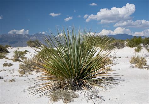 Why Tequila And Mezcal Lovers Need To Try Sotol