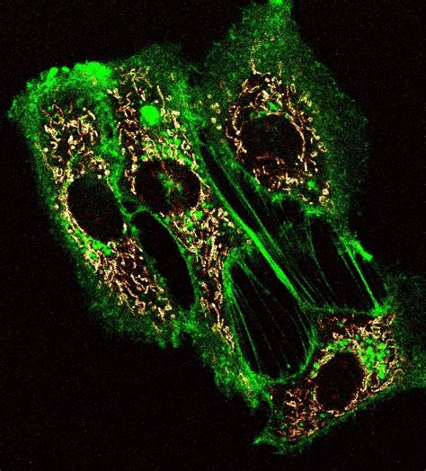 Laboratory Of Sted Microscopy Institute Of Molecular Physiology And