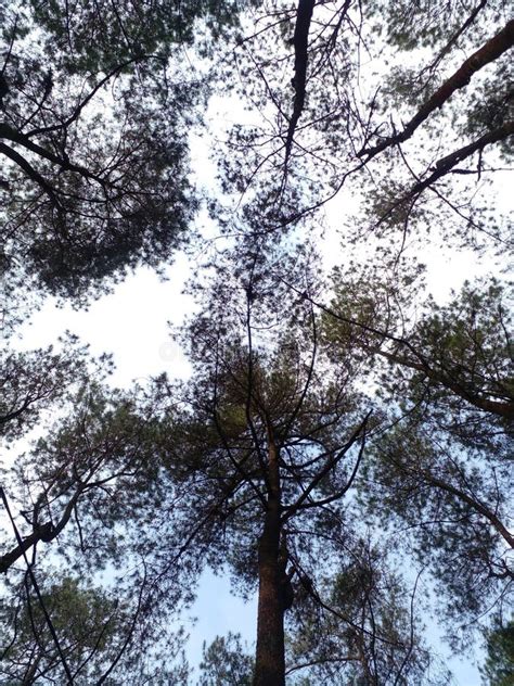 Pine Trees In Karanganyar Forest Park Central Java Indonesia Stock Photo Image Of Central