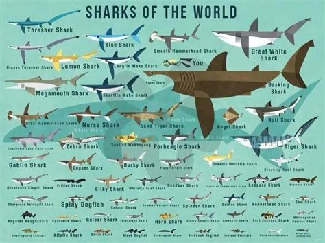 Why Are All Shark Species Important North Shore Shark Adventures