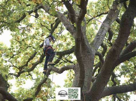 Tree Trimming Cost Calculator Felling UK