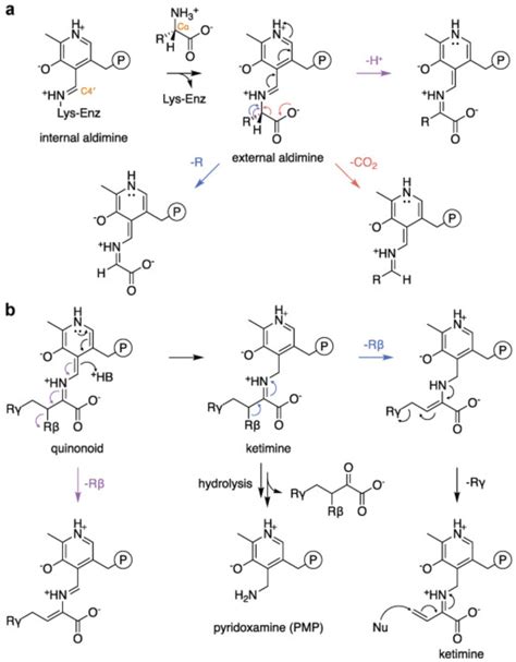 New Reactions By Pyridoxal Phosphate Dependent