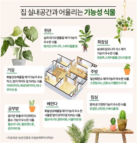 쾌적한 실내 위한 공기정화 식물 소개 미디어생활