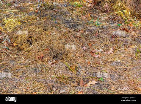 Piece Wood Branch Stick Tree Sawed Off Trunk On Forest Ground And Deciduous Ground In The Forest