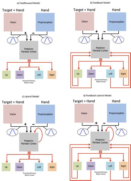 Posterior Parietal Cortex
