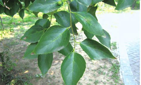 小叶朴 北方园林植物图鉴及应用 图片