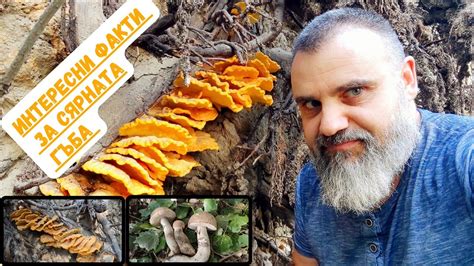 Брезовки и сярна гъба край река Марица Youtube