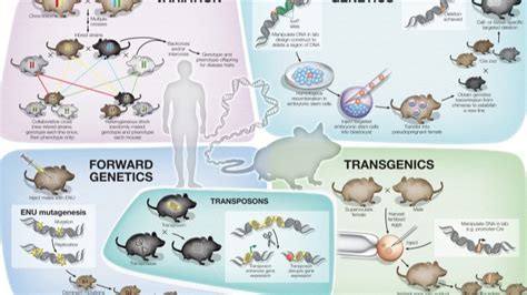 Application Of Multigene Mutation Mouse Models In Complex Diseases