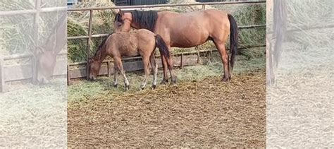 Лошади купить в Шыгырдане Животные и зоотовары Авито