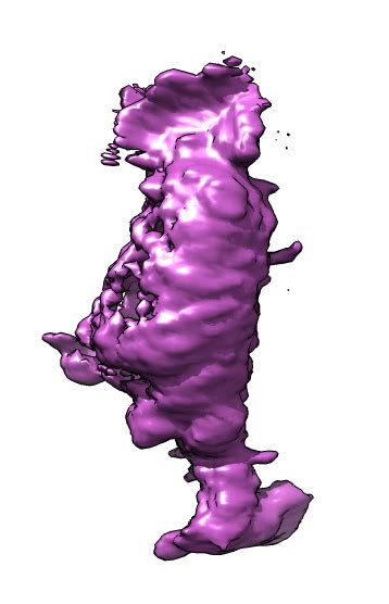 Marking Cell Protrusions
