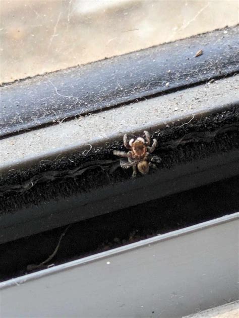 Id Request South East Sydney Aus Rspiders