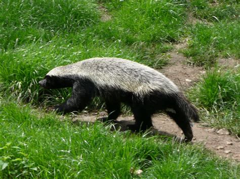 Afrique Découvrir Trois Animaux Rares